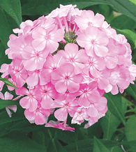 PlantDetails