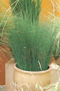 PlantDetails