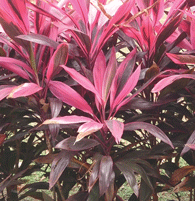PlantDetails