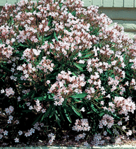 PlantDetails