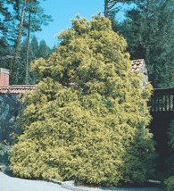 PlantDetails